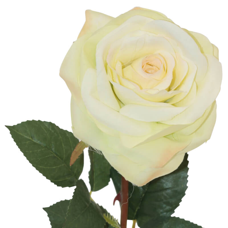 CREAM OPEN ROSE 76CM – Transnatal