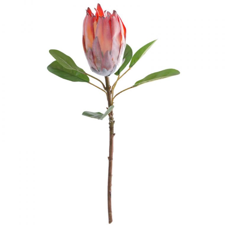 DARK PEACH PROTEA 57CM – Transnatal