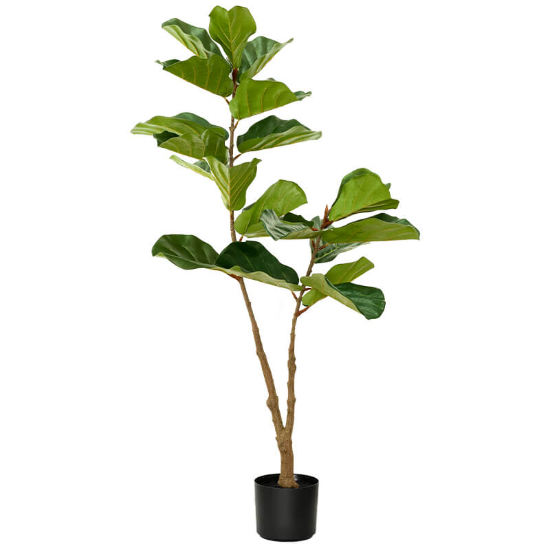 FIDDLE FIG LEAF TREE IN POT 120CM – Transnatal
